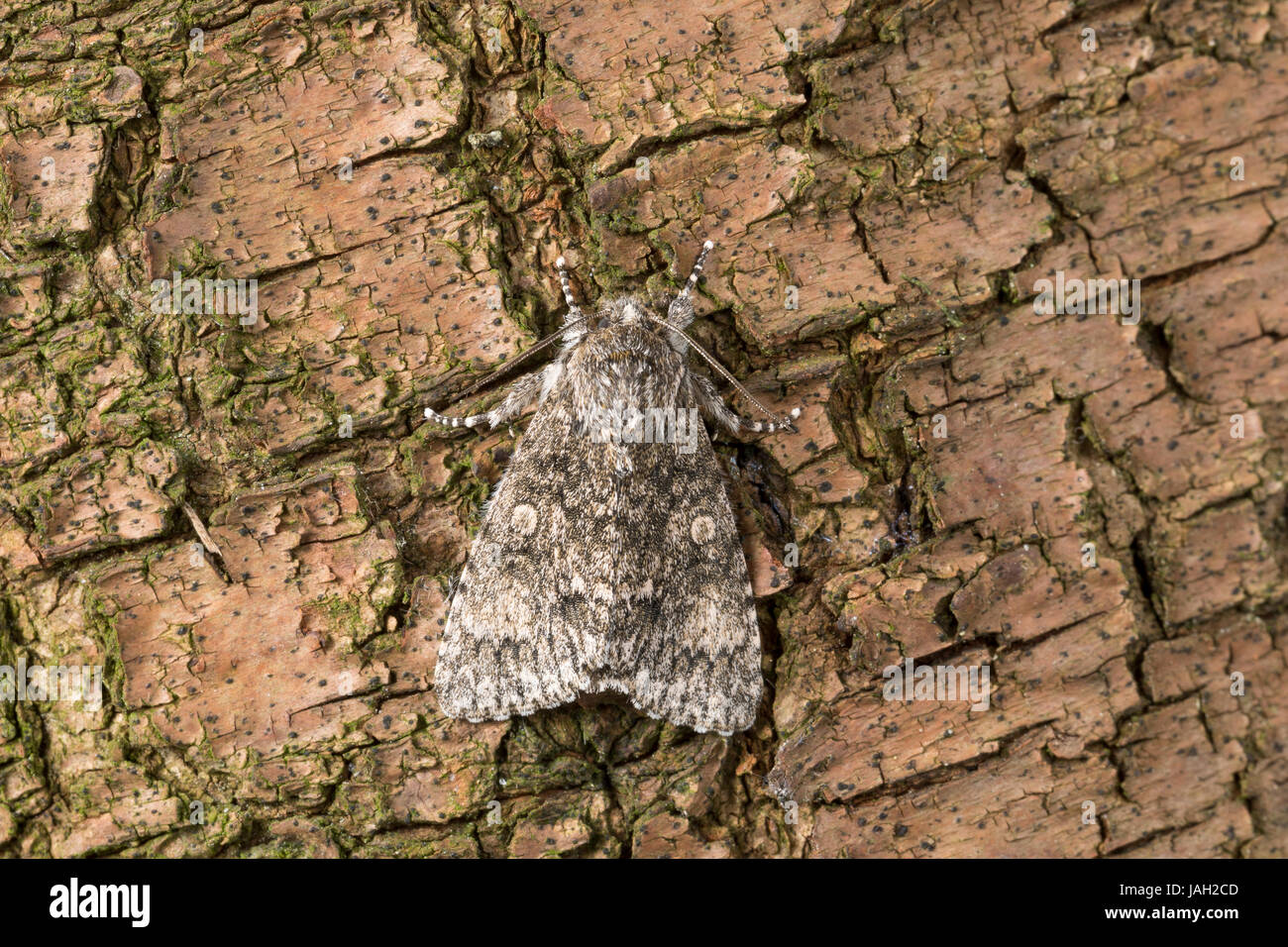 Großkopf-Rindeneule, Großkopf, Aueneule, Acronicta megacephala, Apatele ...