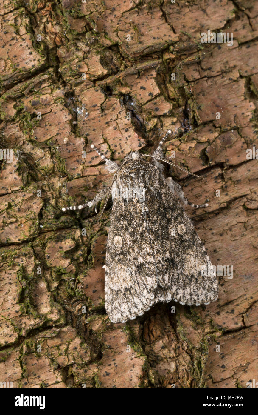 Großkopf-Rindeneule, Großkopf, Aueneule, Acronicta megacephala, Apatele ...
