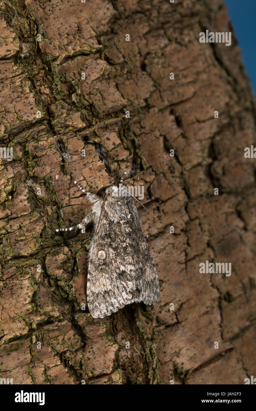 Großkopf-Rindeneule, Großkopf, Aueneule, Acronicta megacephala, Apatele ...