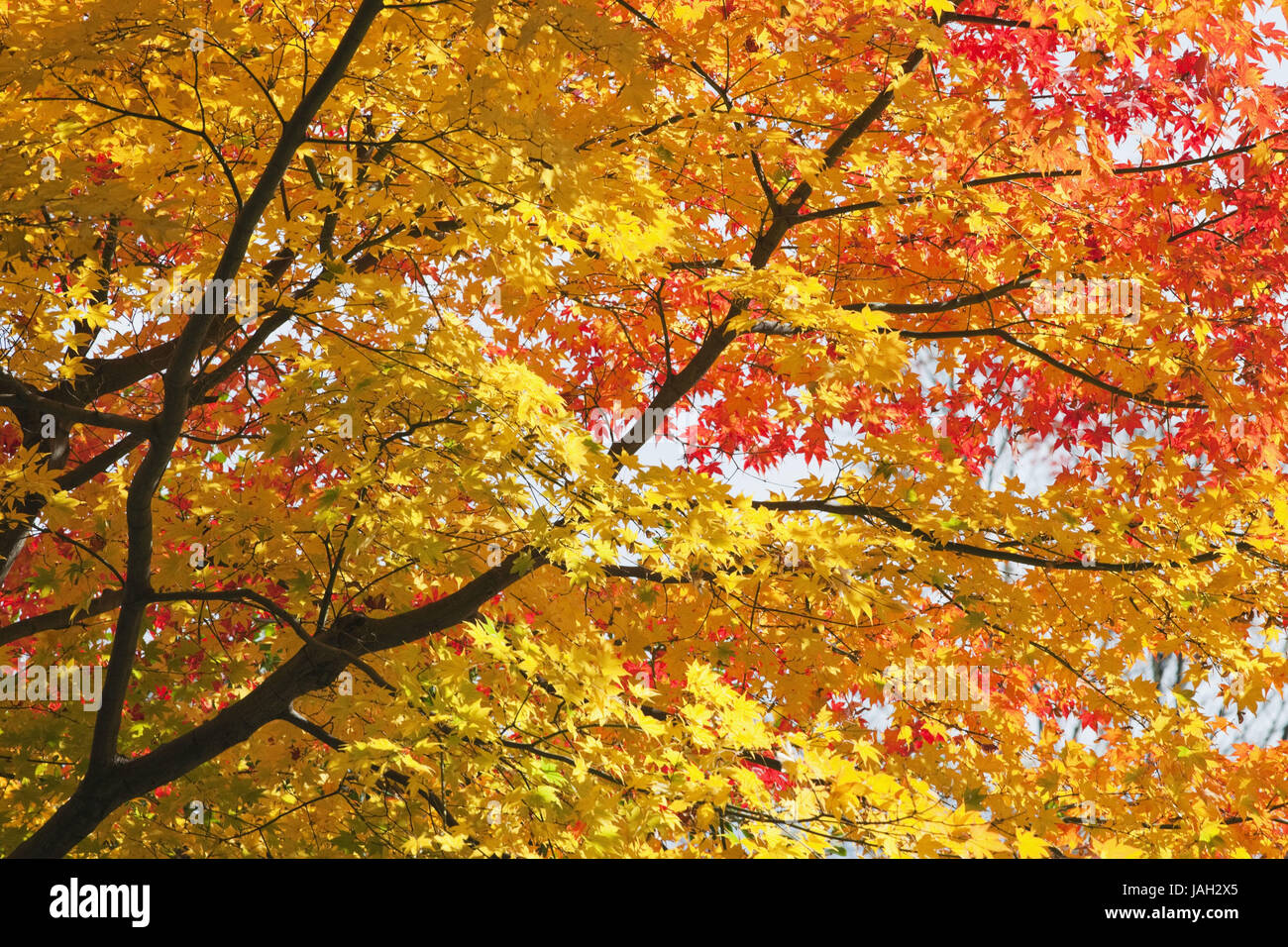 Japan,Kyoto,Arashiyama,Adashino Nenbutsu-ji temple,trees,maple,autumn ...