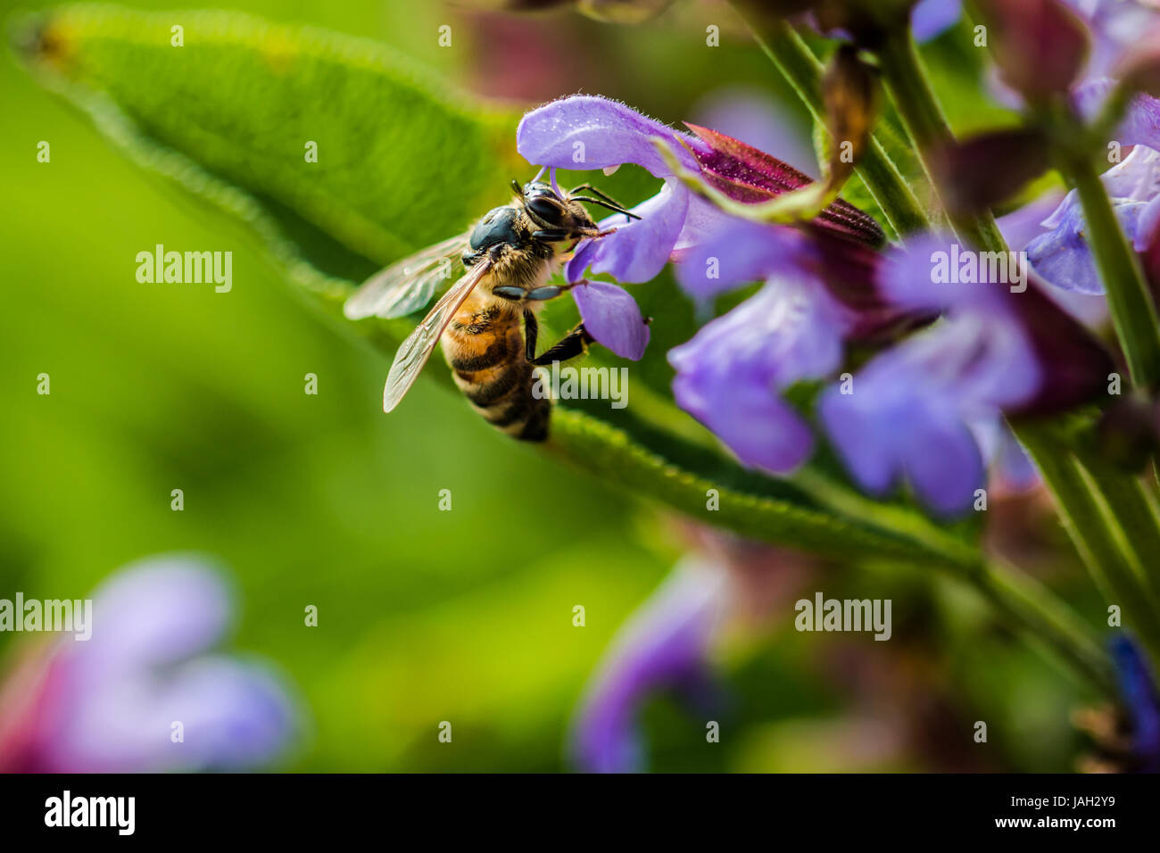 bee collecting polen Stock Photo - Alamy