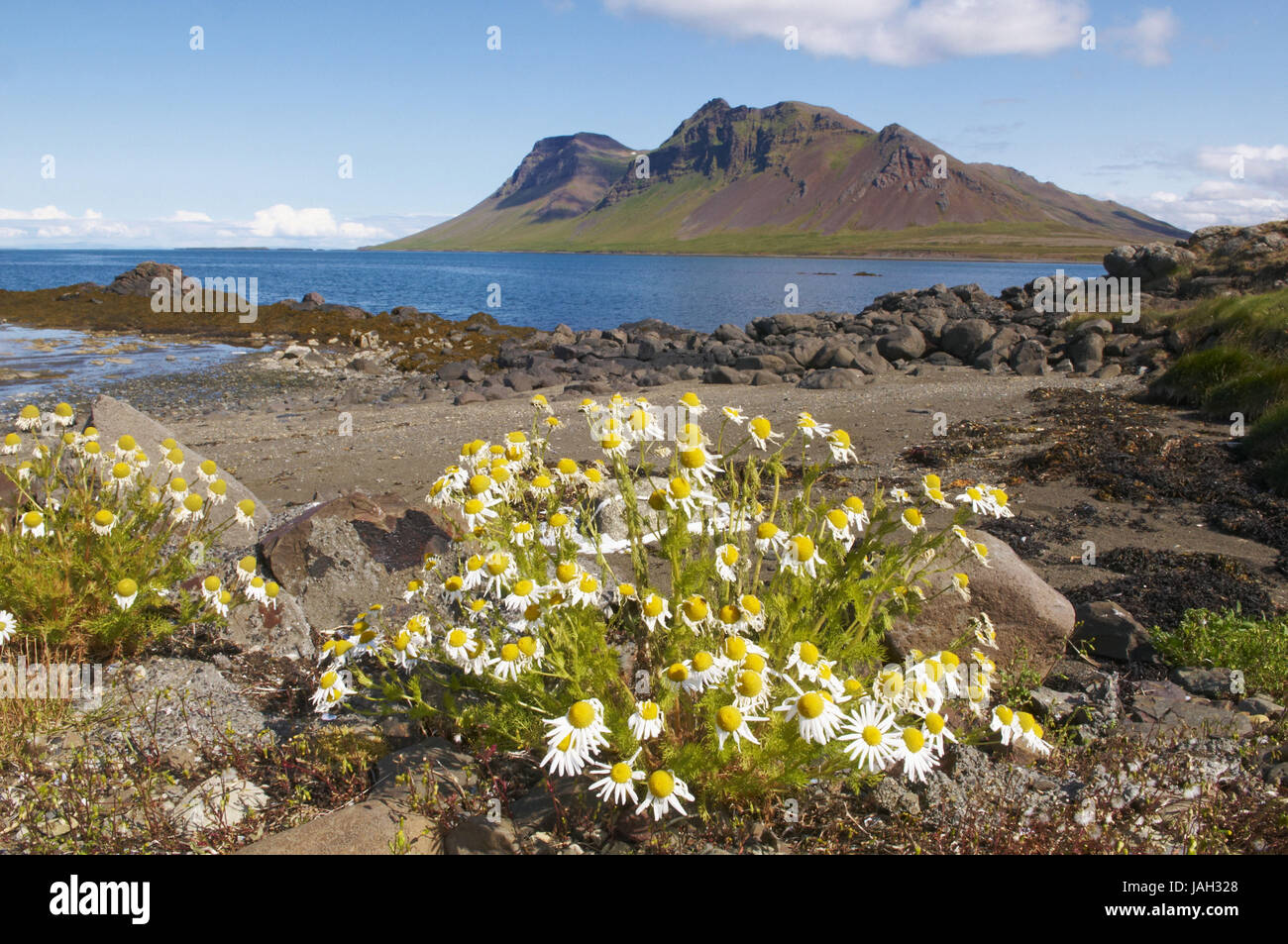 Iceland,Snaefellsnes peninsula,Grundarfjordur,bay,beach,flowers,west ...