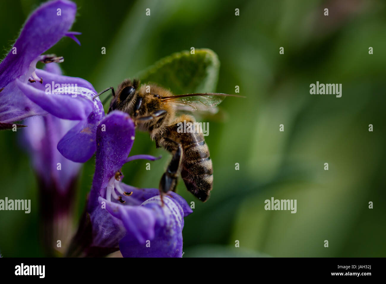 bee collecting polen Stock Photo - Alamy