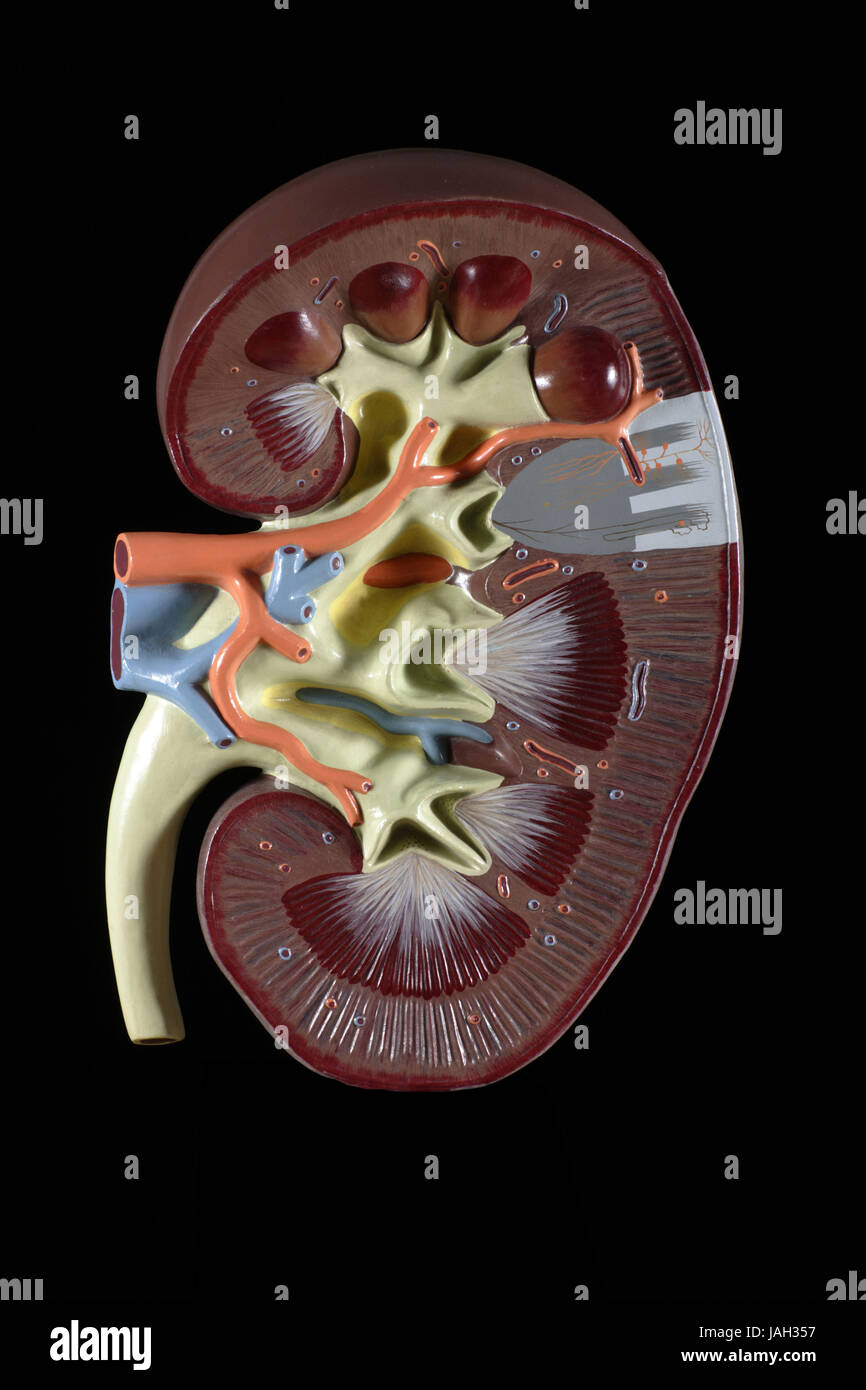 Anatomical model of a kidney Stock Photo - Alamy