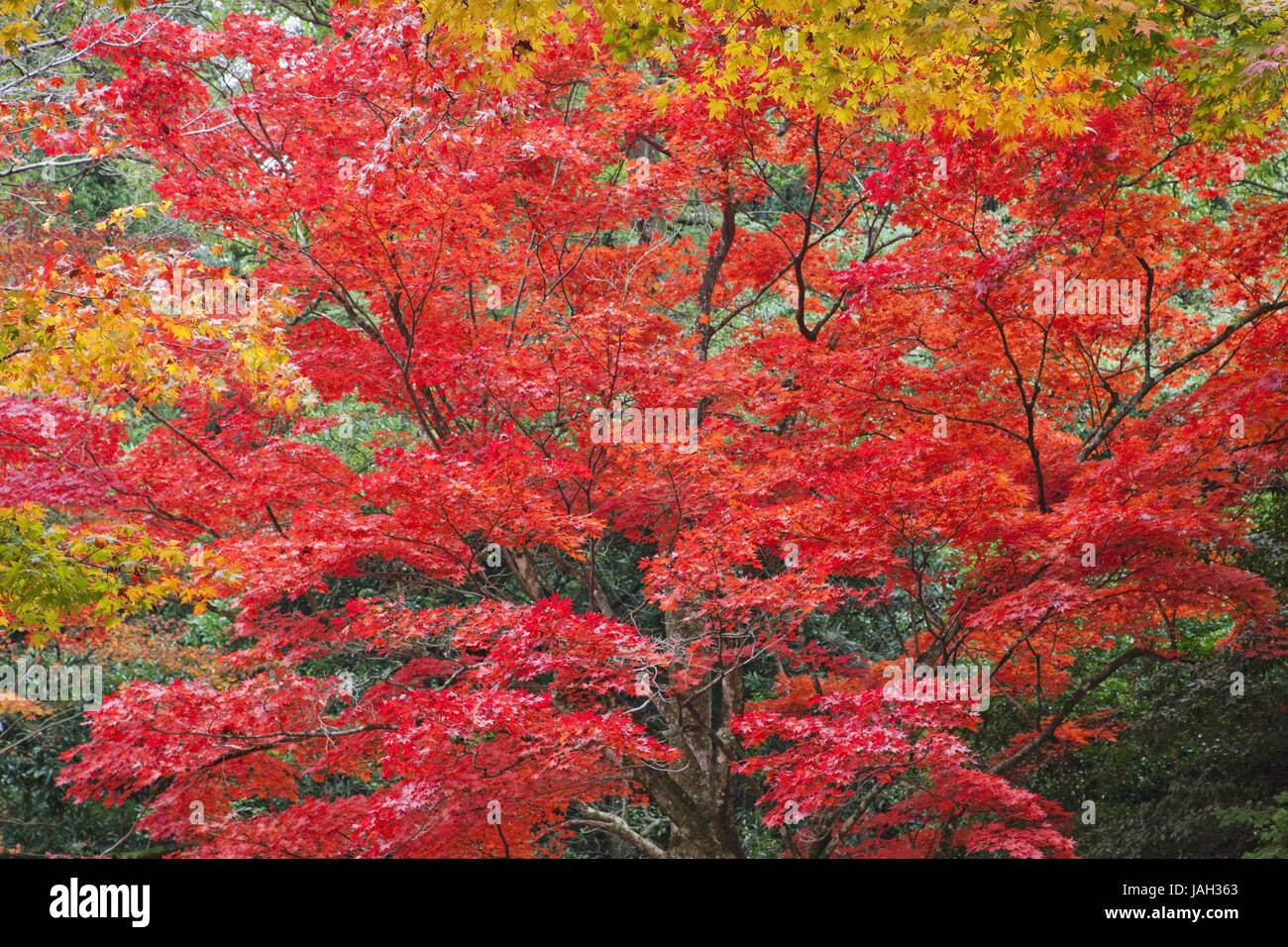 Japan,Miyajima island,Omoto park,trees,autumn foliage Stock Photo - Alamy