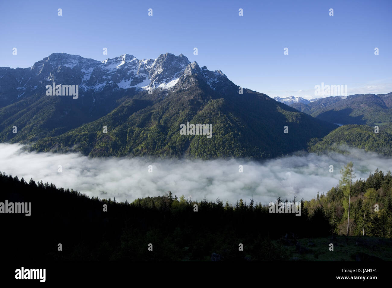 Posterior horn hi-res stock photography and images - Alamy