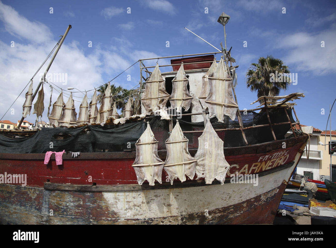 Madeira shells hi-res stock photography and images - Alamy