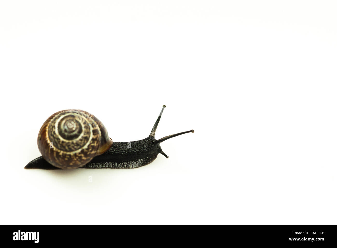 Snail isolated on white in full figure Stock Photo - Alamy