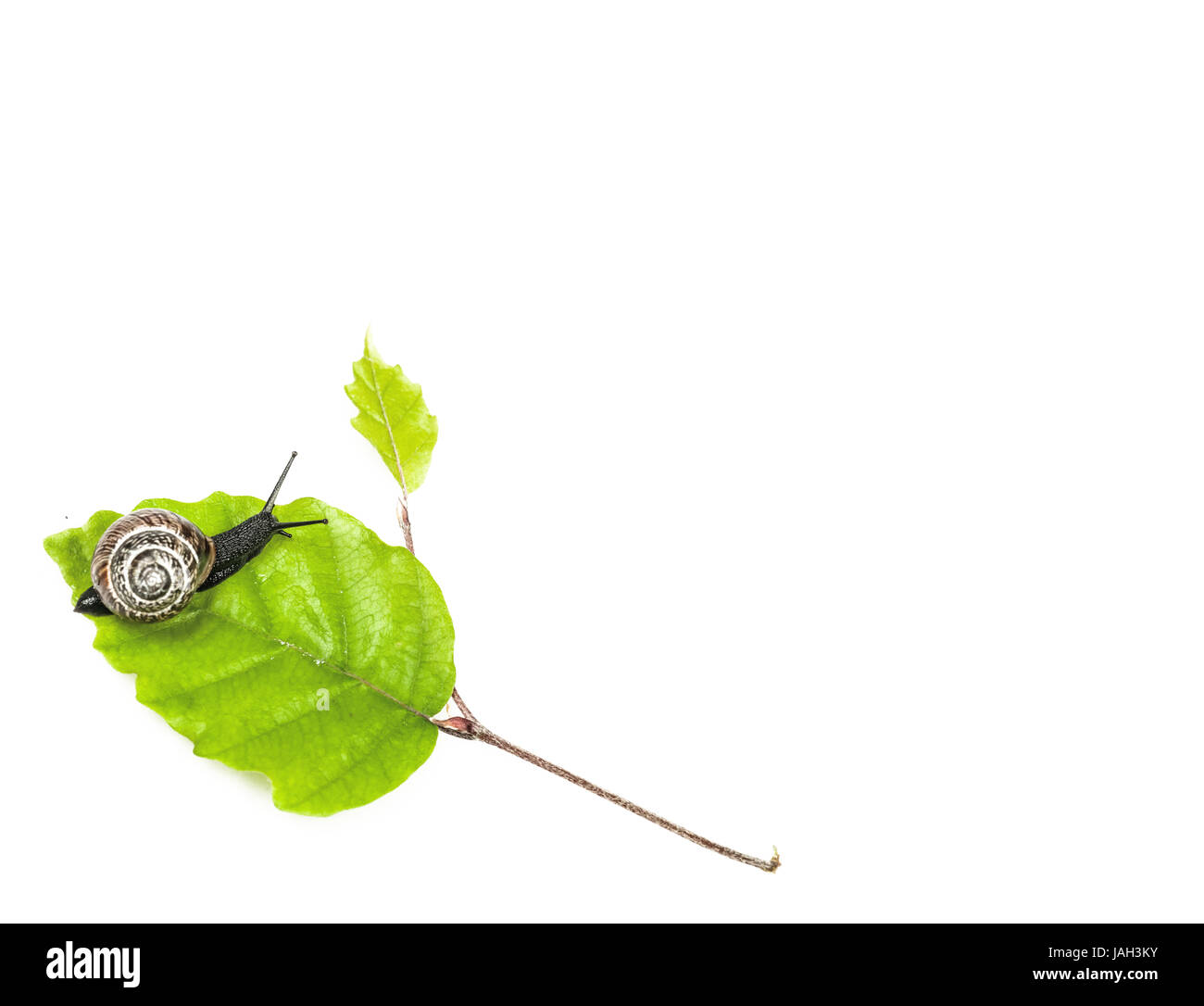 Snail on leaf isolated on white Stock Photo - Alamy