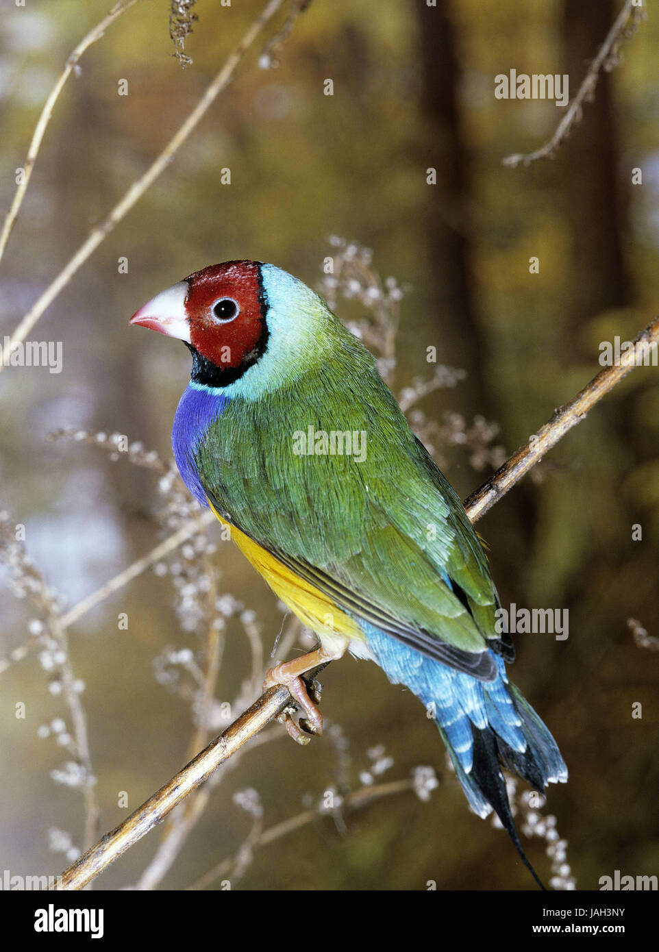 Gouldamadine,Chloebia gouldiae,adult animal Stock Photo - Alamy