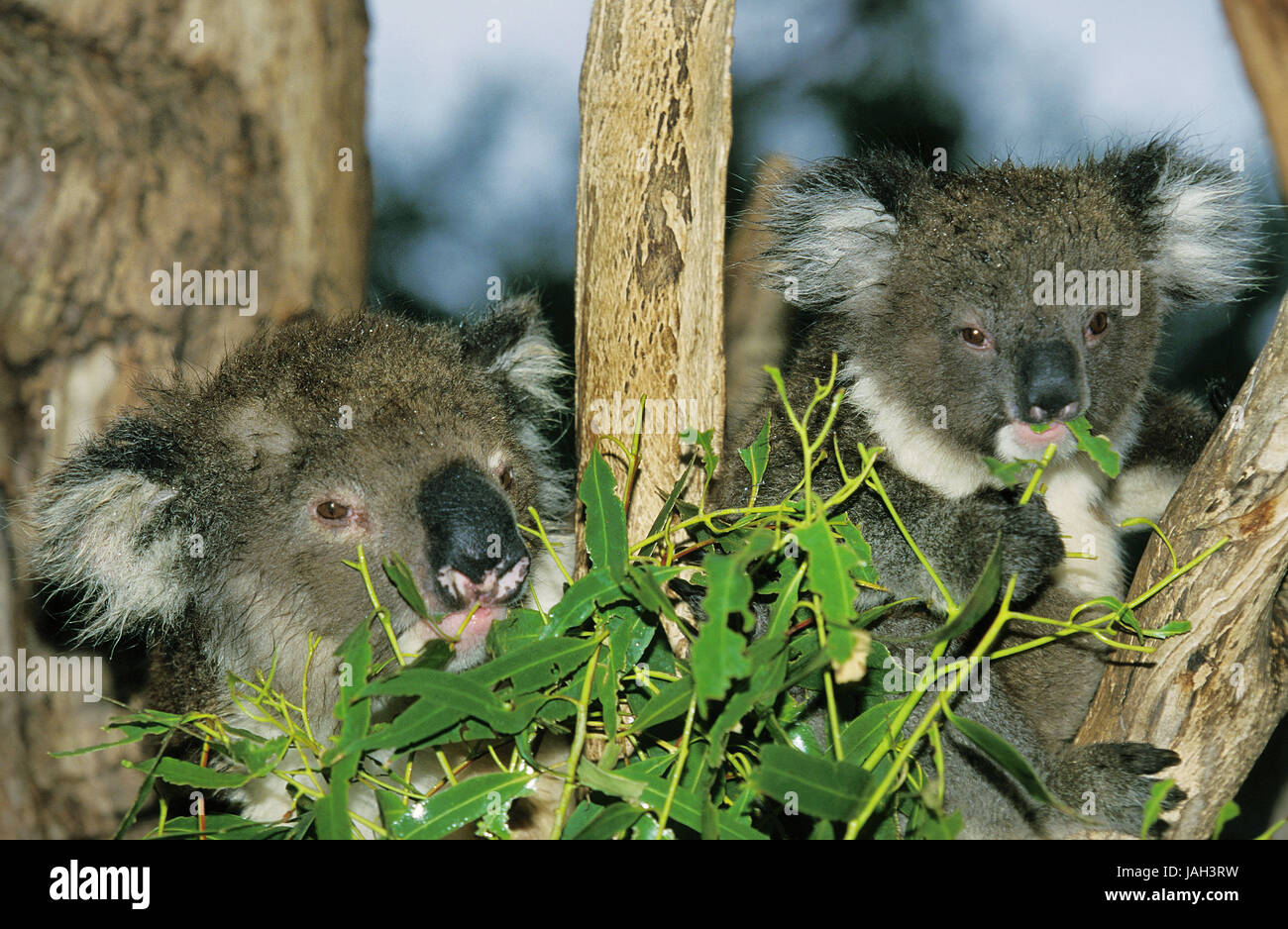 Koala or ash-grey koala,Phascolarctos cinereus,mother animal,young ...
