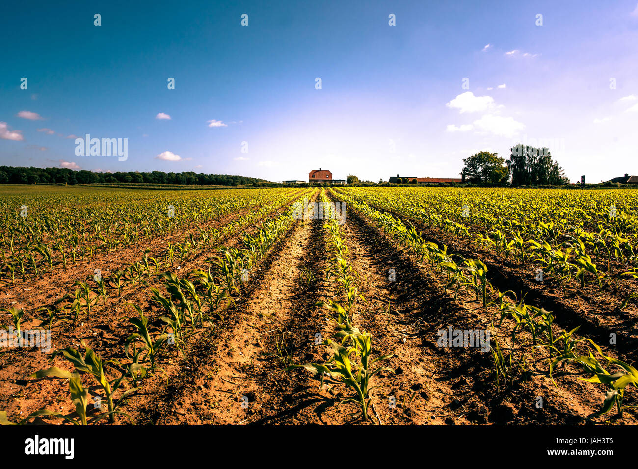 Field crops leading to a farm house Stock Photo - Alamy