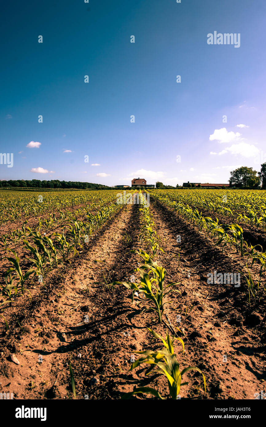 Field crops leading to a farm house Stock Photo - Alamy