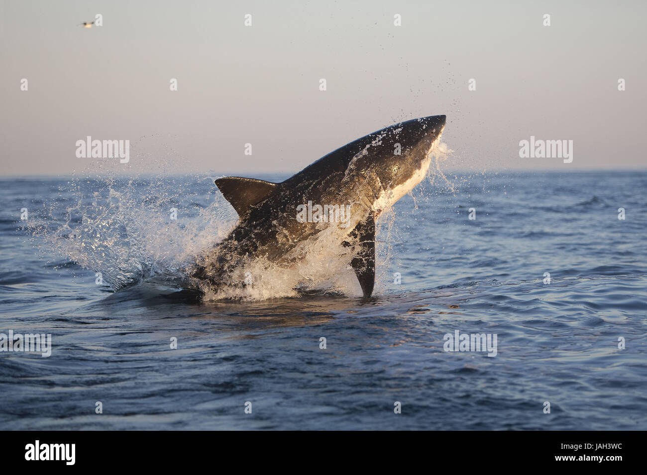 Human africa hi-res stock photography and images - Alamy