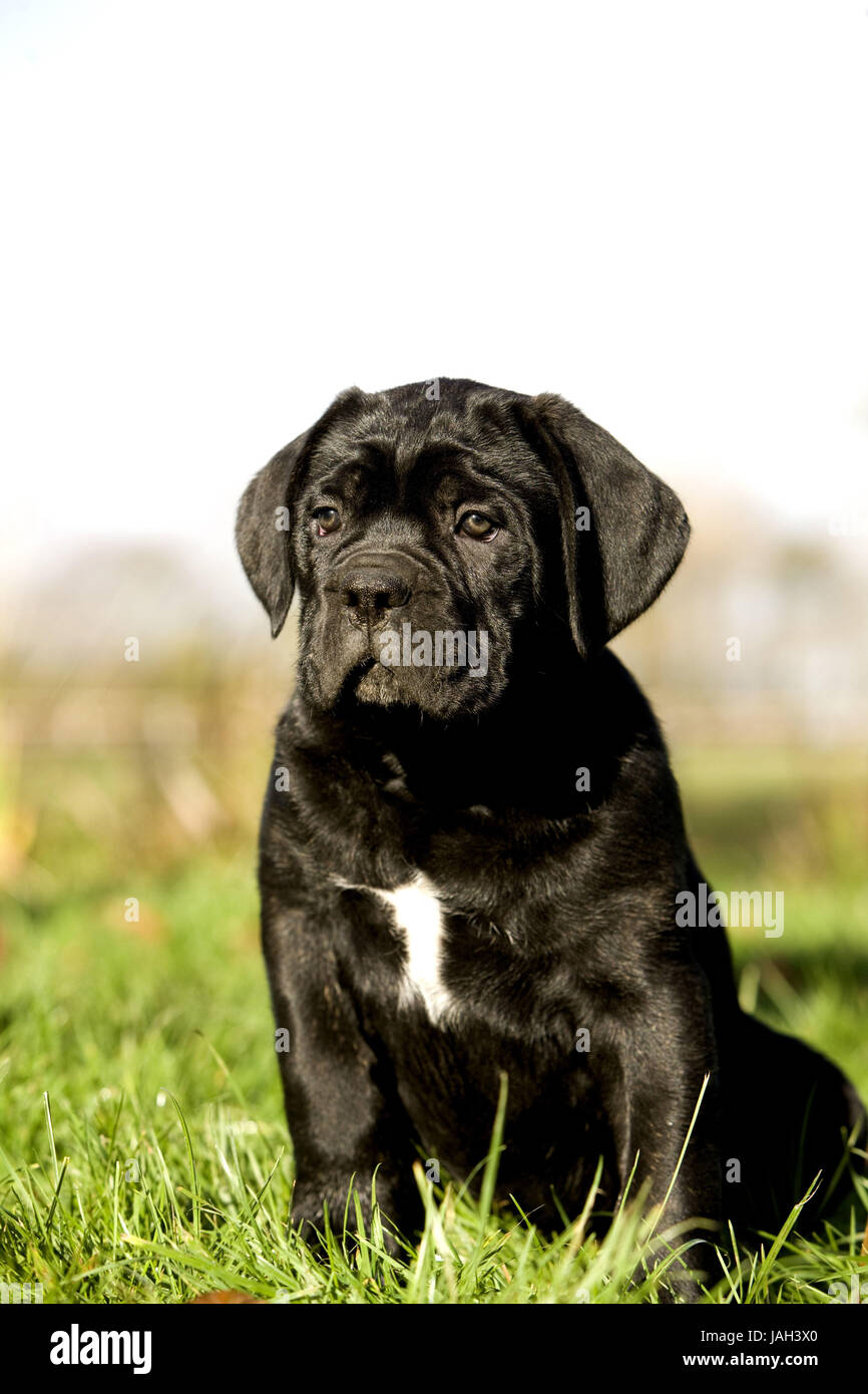 Molossian dog breed hi-res stock photography and images - Alamy