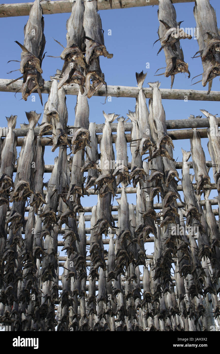 wooden rack,stockfish,Lofoten,Norway,tradition,wooden scaffolding ...