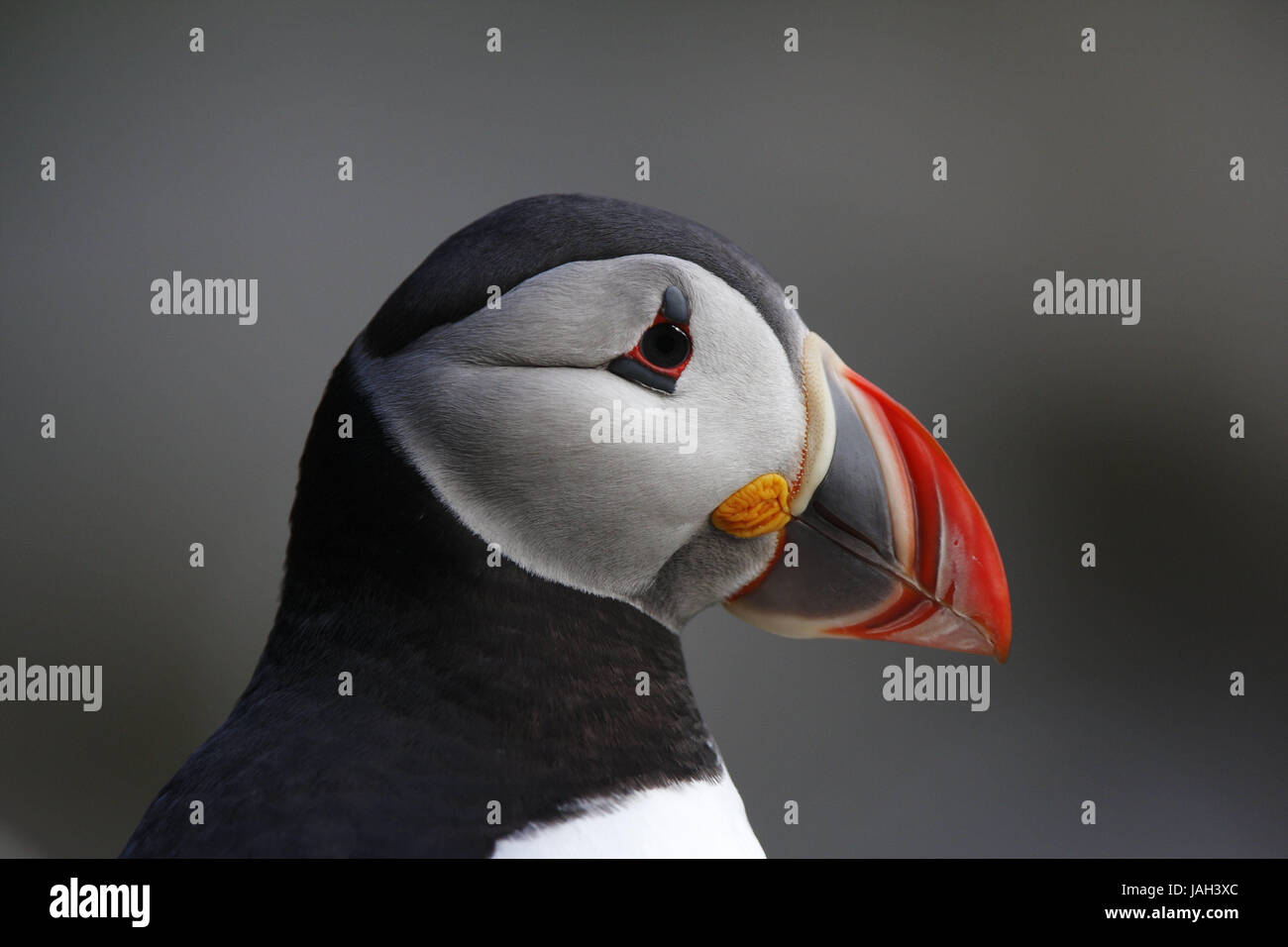 Parrot diver,portrait,at the side,Vogel's kind,bird,parrot diver,parrot ...