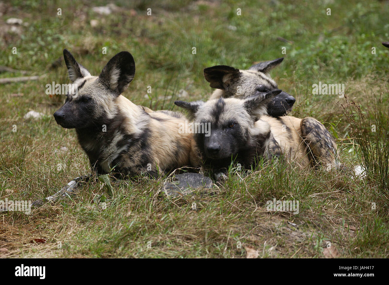 African wild dog,Lycaon pictus,adult animals,grass,lie Stock Photo - Alamy