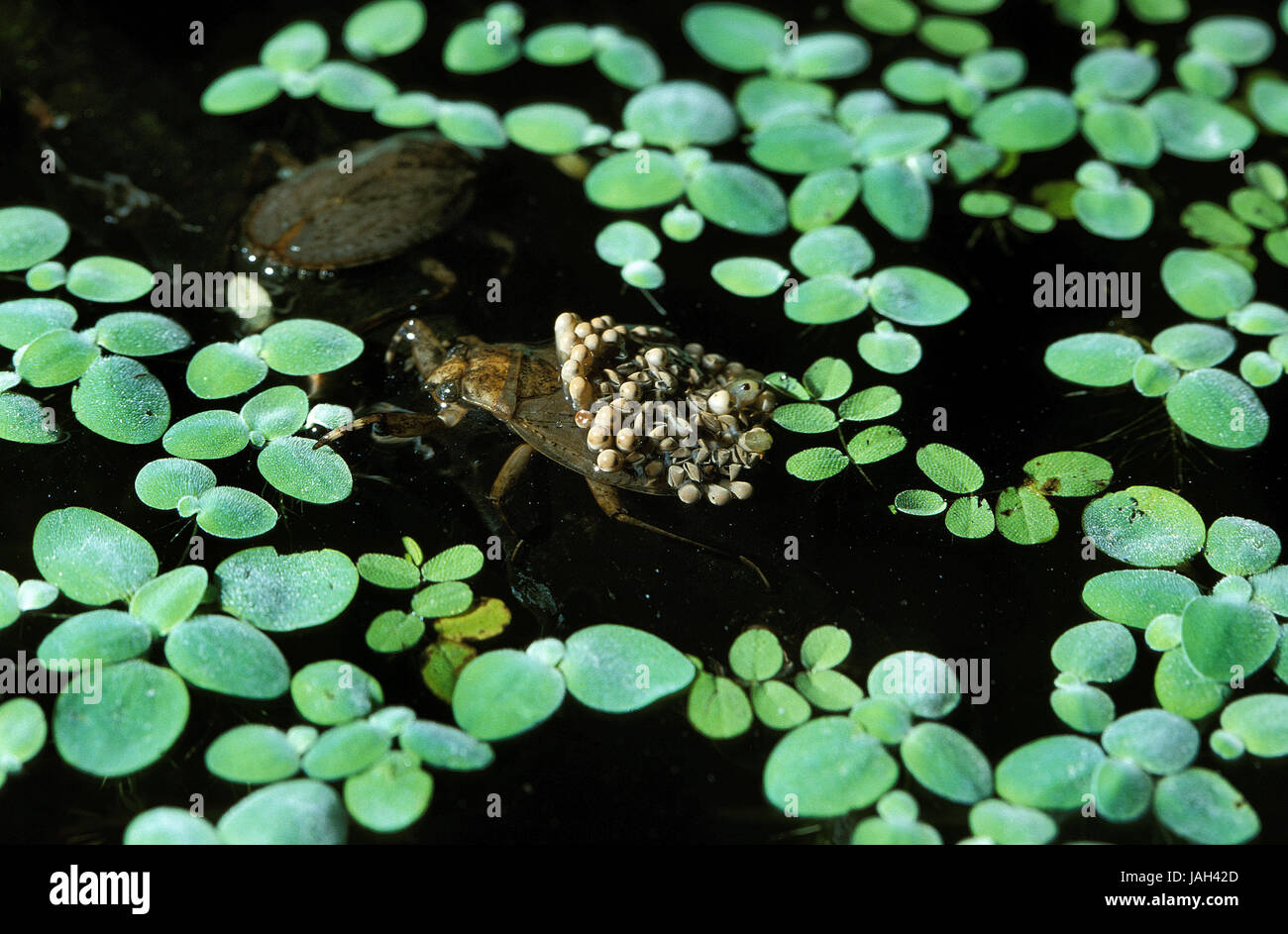 Gigantic water bug hi-res stock photography and images - Alamy