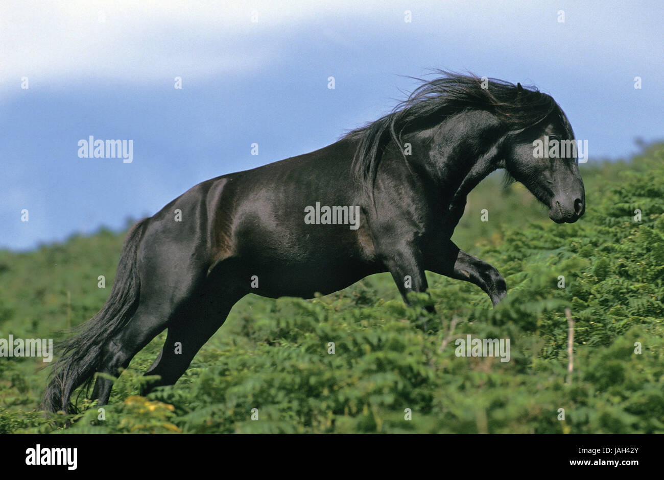 Pottok pony hi-res stock photography and images - Alamy