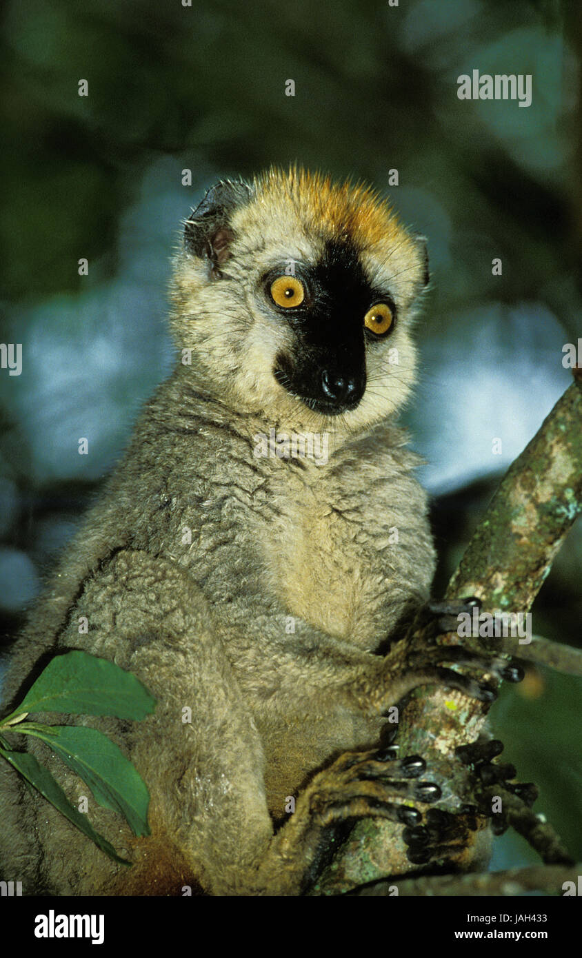 Brown lemur,Eulemur fulvus,adult animal Stock Photo - Alamy