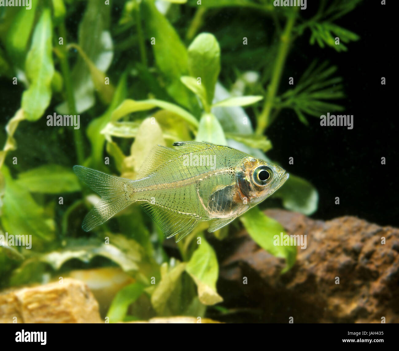Chanda hi-res stock photography and images - Alamy