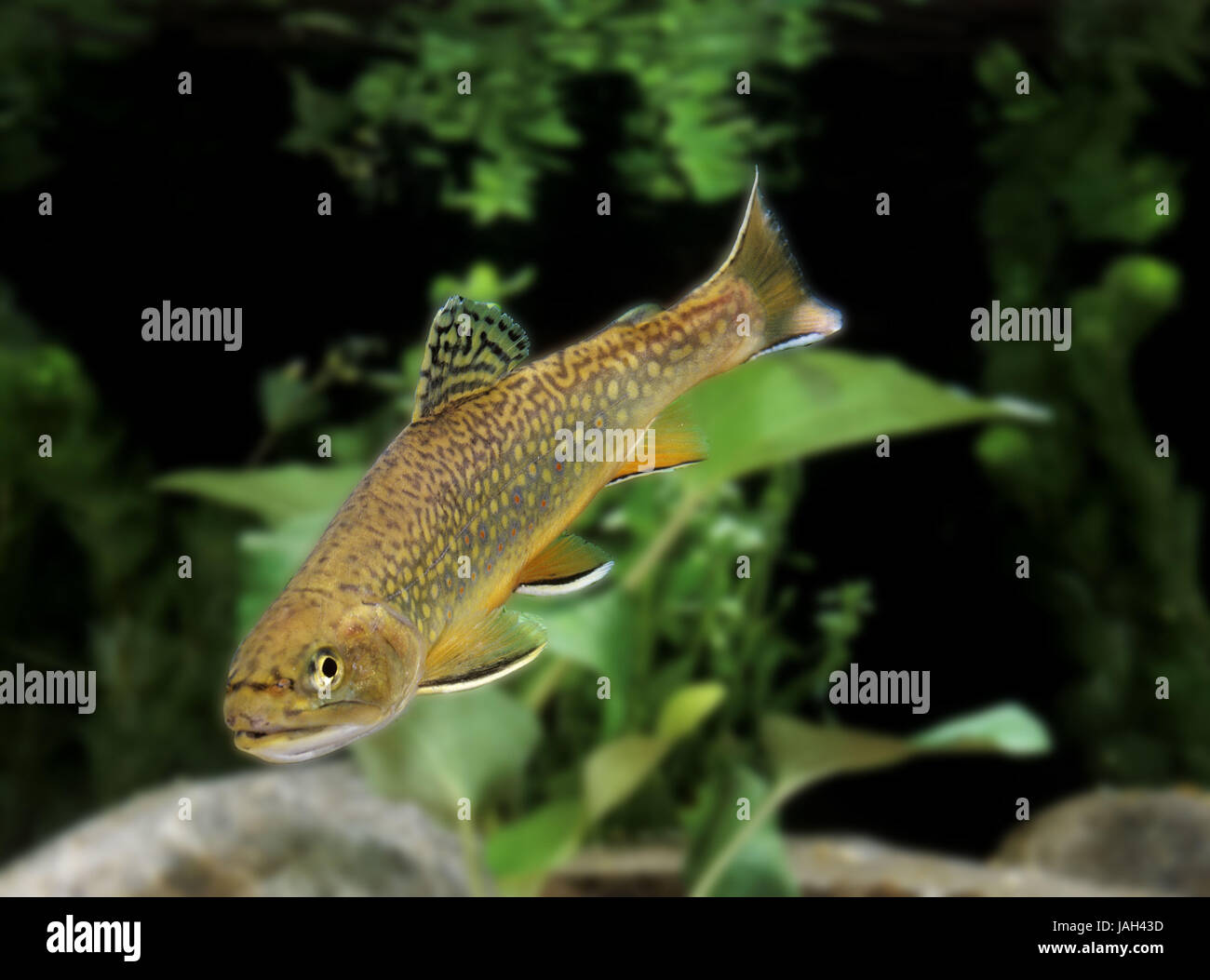 Brook char,Salvelinus fontinalis,adult animal Stock Photo - Alamy