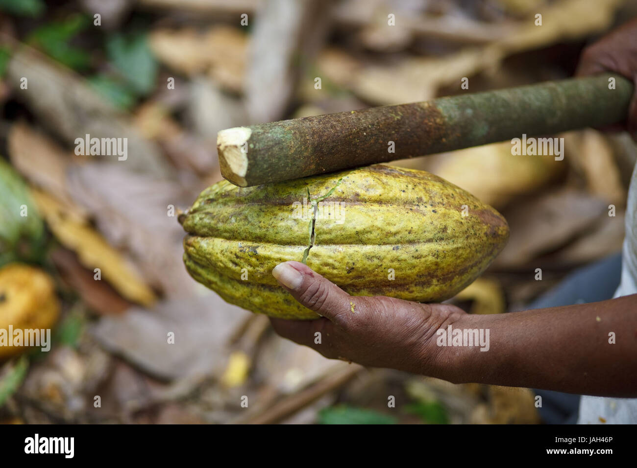 Hand reaping hi-res stock photography and images - Alamy