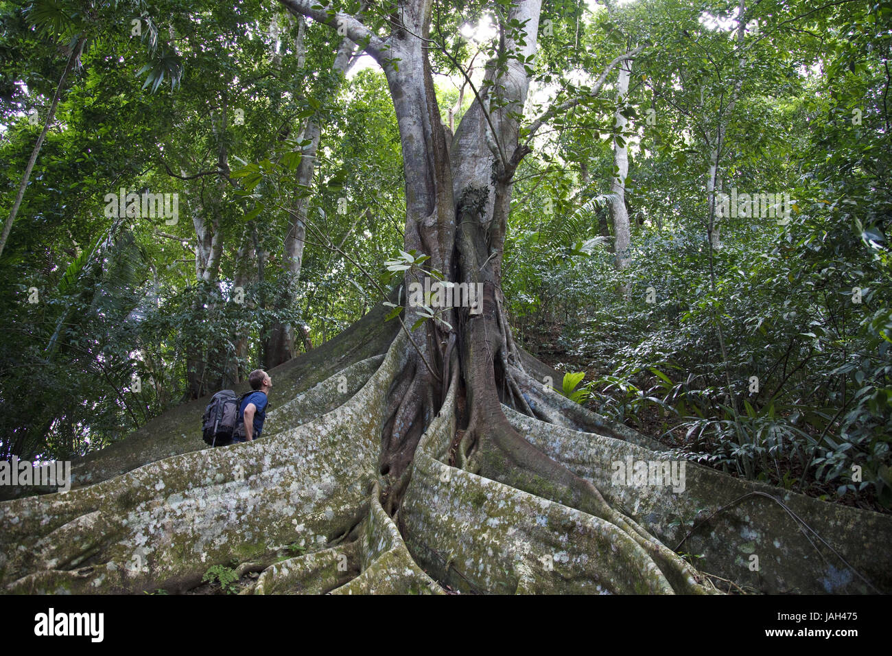 Rainforest tree roots belize hi-res stock photography and images - Alamy