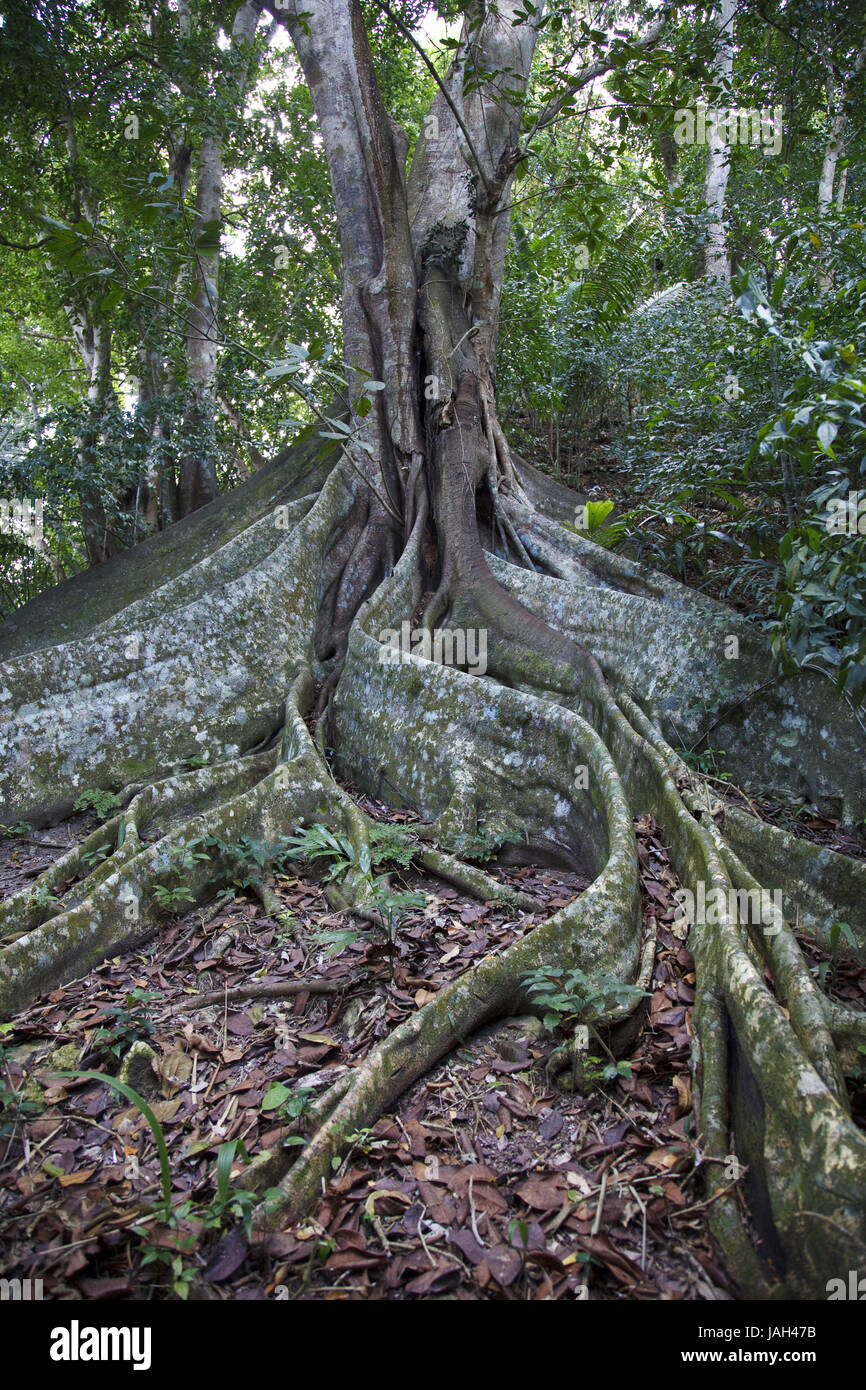 Rainforest tree roots belize hi-res stock photography and images - Alamy