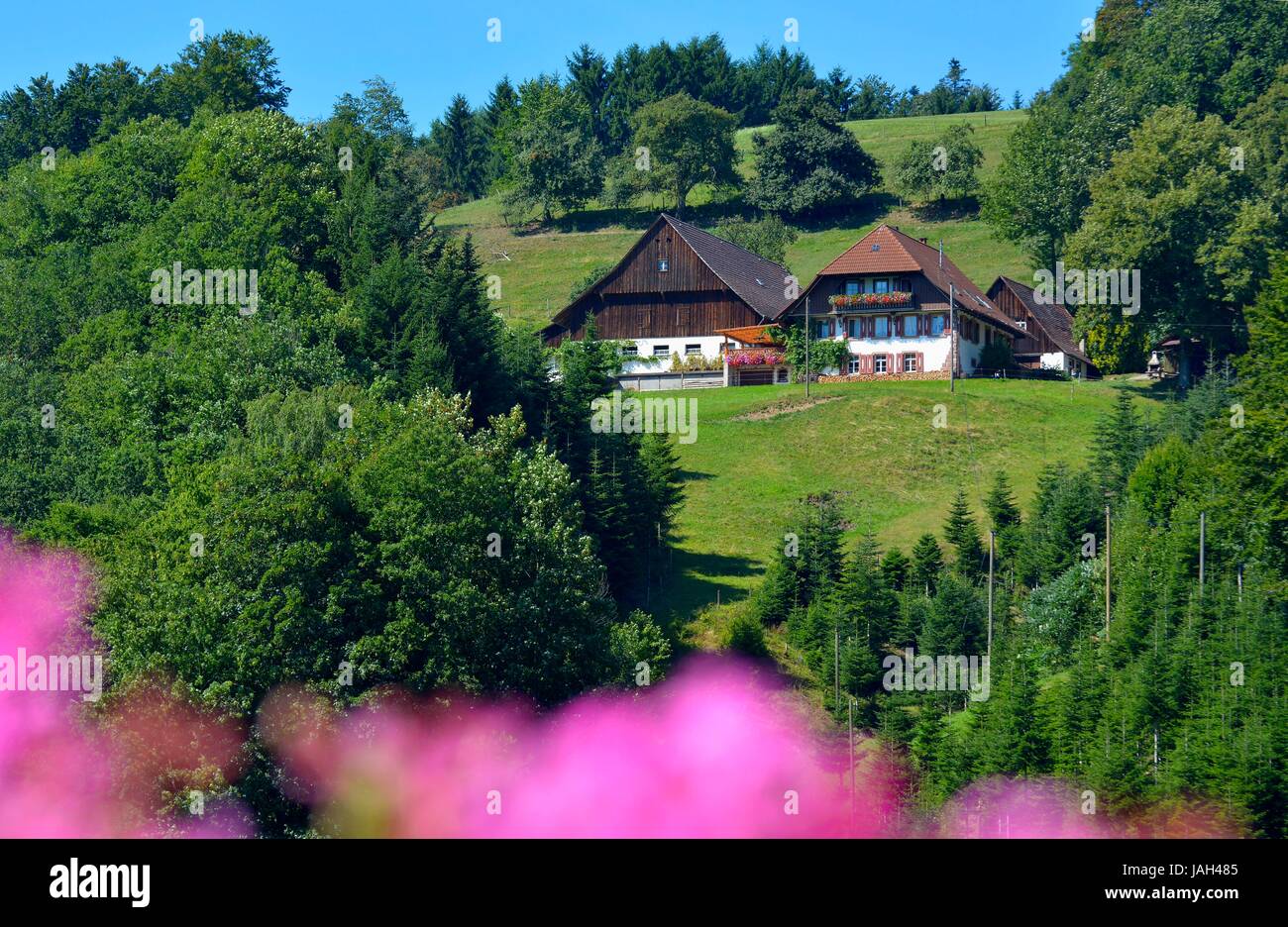 Schwarzwald, bei Oberharmersbach, Bauernhof am Hang Stock Photo - Alamy