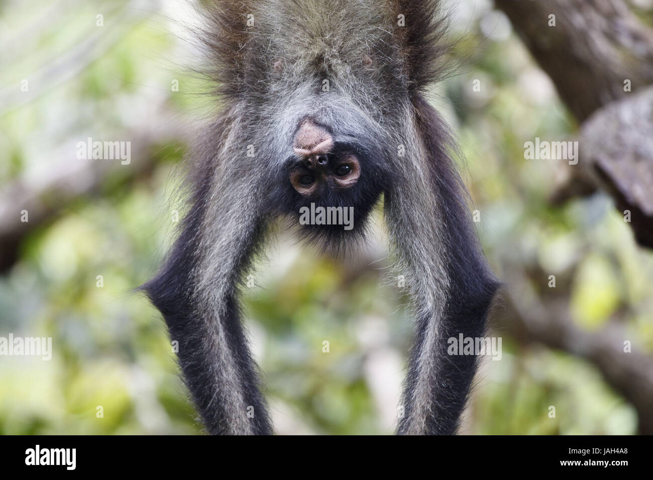 Belize,at symbol,tree,hang,head down Stock Photo - Alamy