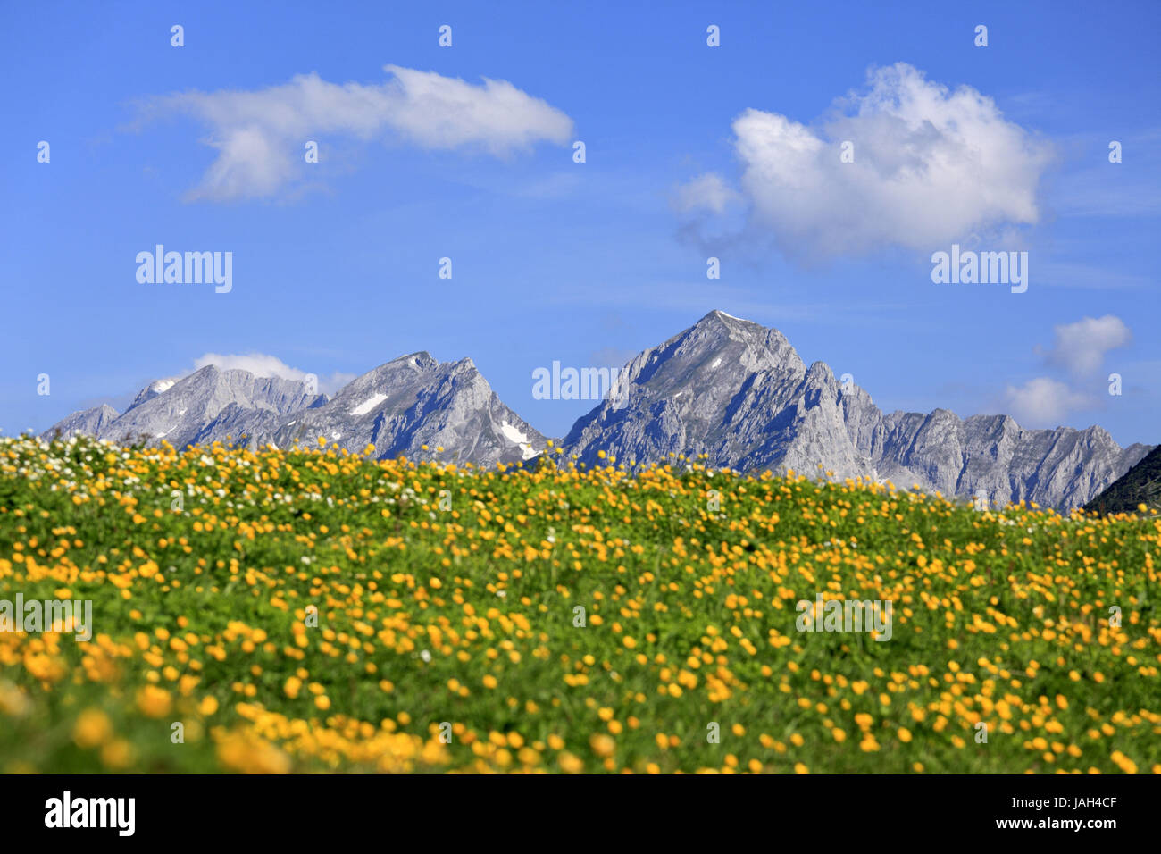 Austria,Tyrol,Karwendelgebirge,creeping crowfoot,Ranunculus repens,cow ...