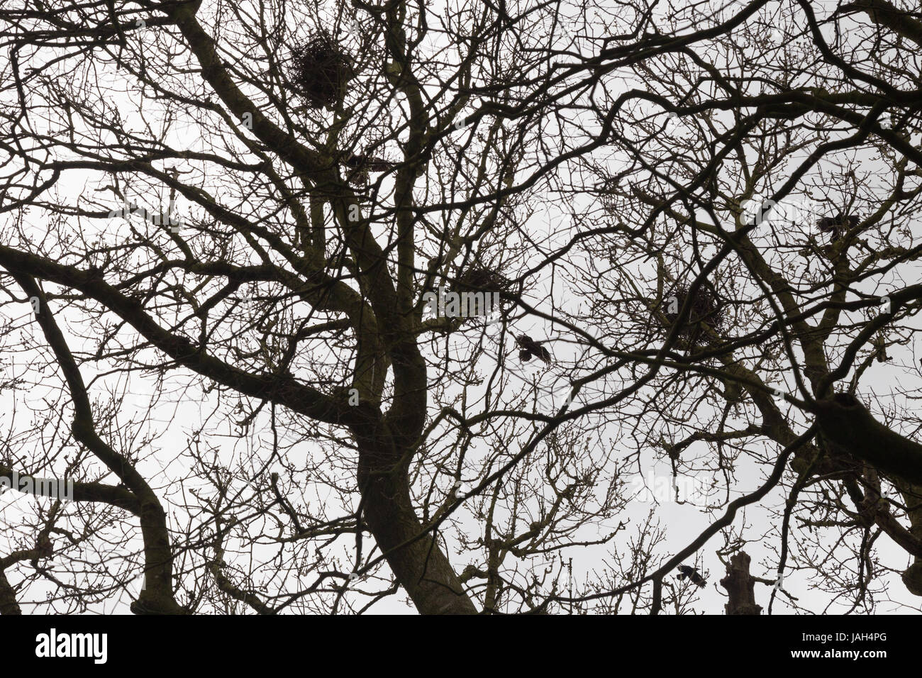 Crows nests hi-res stock photography and images - Alamy