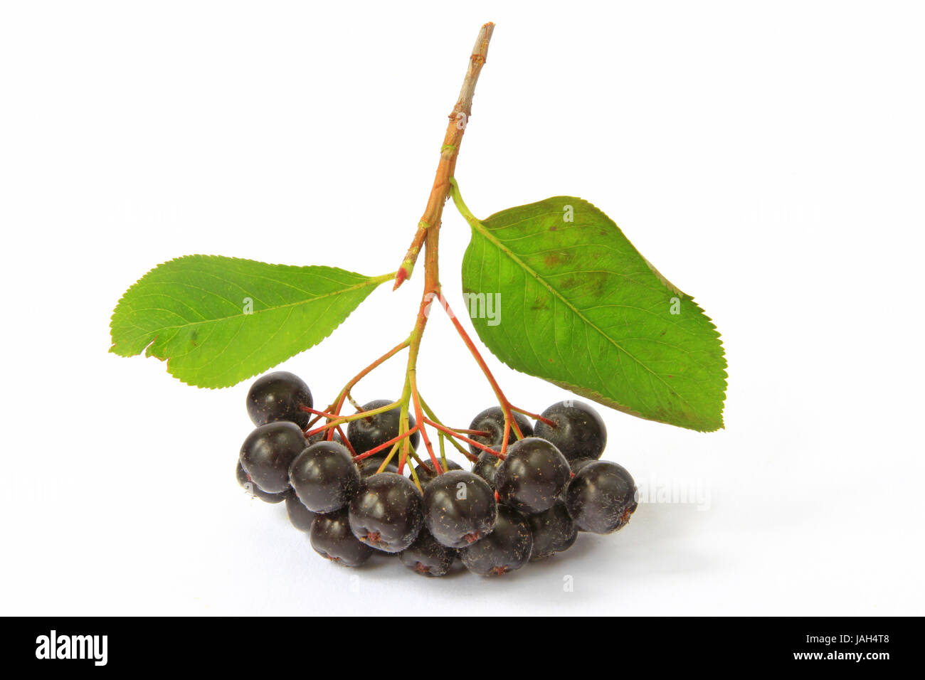 Schwarze aronia aronia melanocarpa hi-res stock photography and images ...