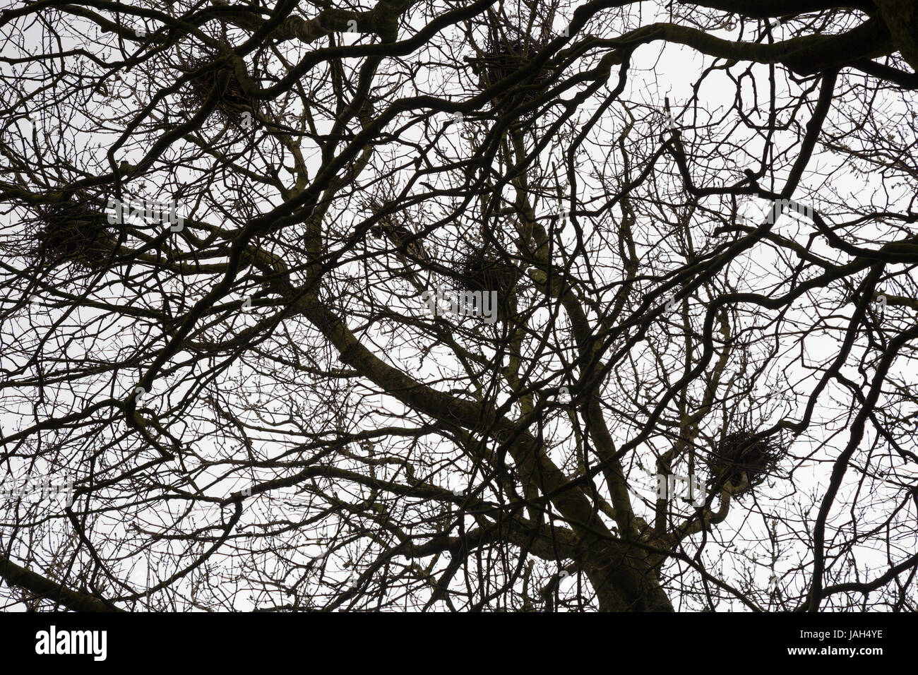 Crows' nests in winter trees viewed from ground Stock Photo - Alamy