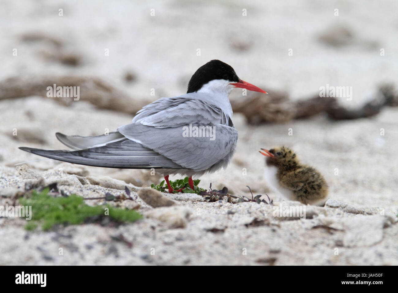 Europe,Northern Europe,Iceland,Nordwestisland,west fjords,coastal tern ...