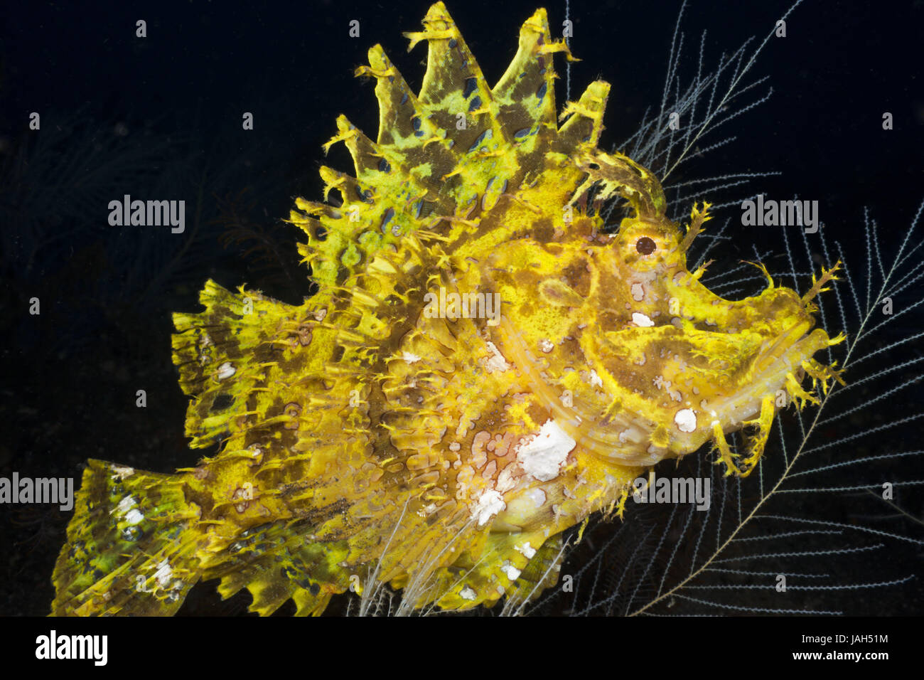 Yellow algae-gulp woodpecker,Rhinopias frondosa,Alam Batu,Bali ...