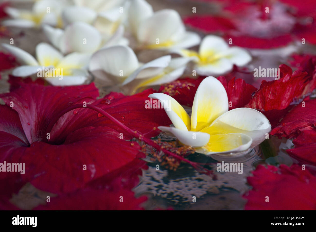Bali flowers plumeria flowers bali hi-res stock photography and images ...
