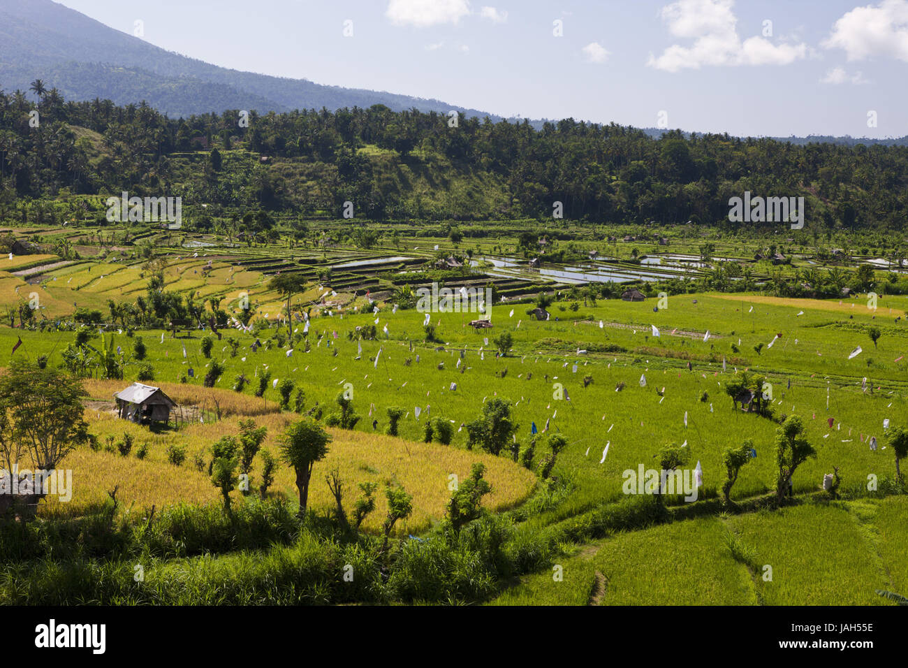 Rice fields on Bali,Oryza,Bali,Indonesia Stock Photo - Alamy