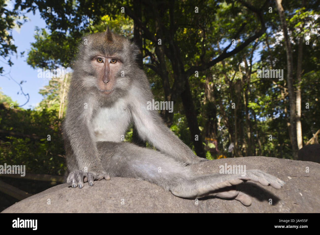 Javanese's monkey,Macaca fascicularis,Bali,Indonesia Stock Photo - Alamy