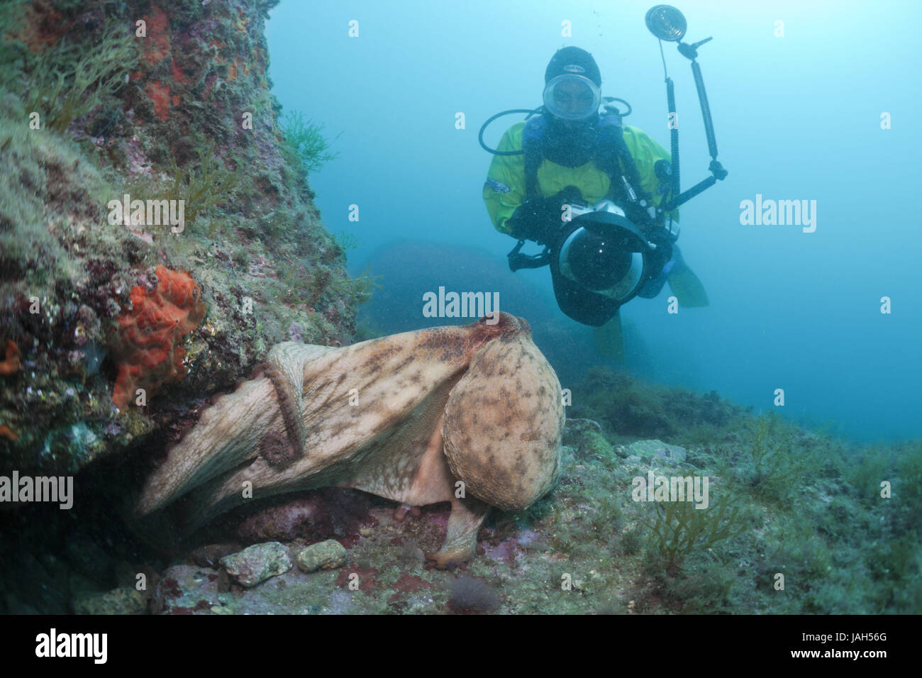 Common octopus and underwater photographer hi-res stock photography and ...