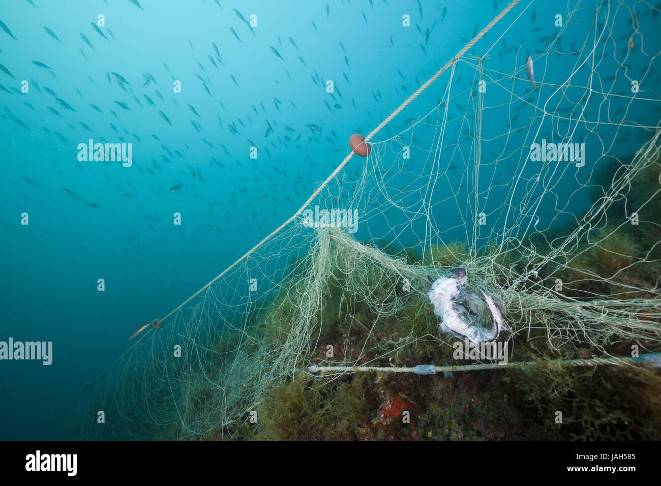 Lost fishing net in the reef,Cap de Creus,Costa Brava,Spain Stock Photo ...