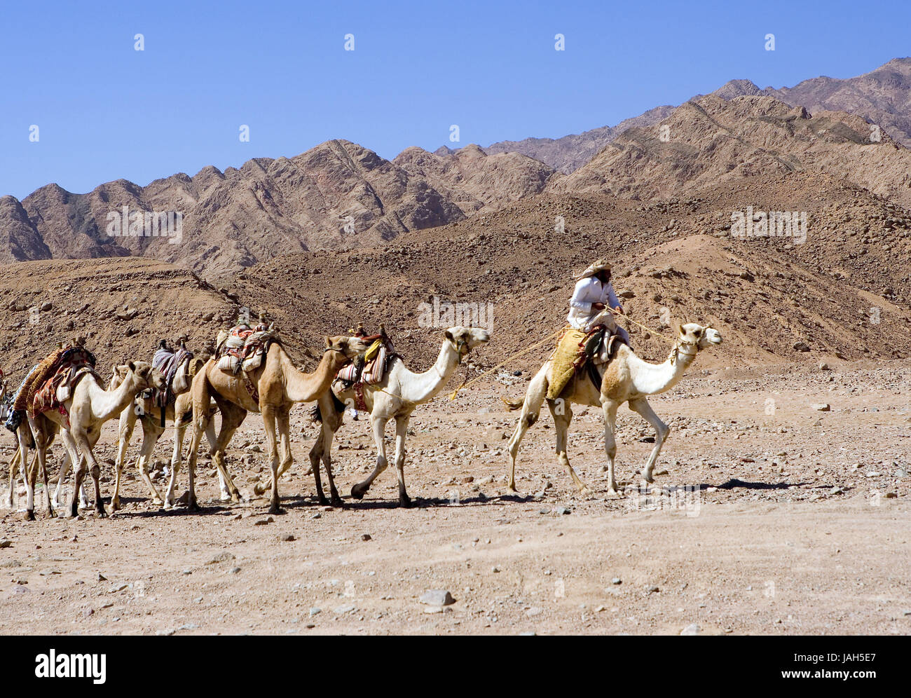Camel golf resort hi-res stock photography and images - Alamy