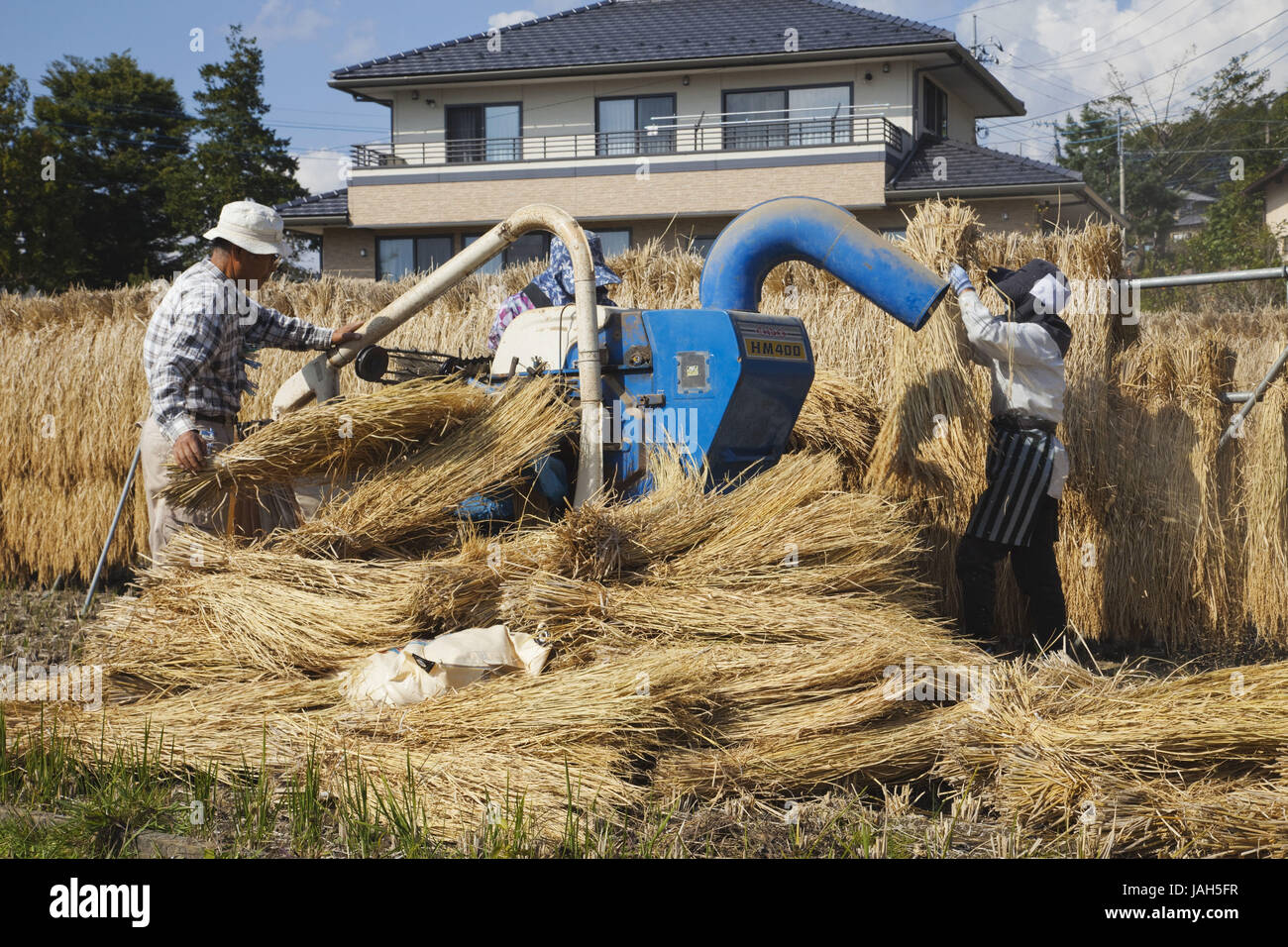 Reisernte japan hi-res stock photography and images - Alamy
