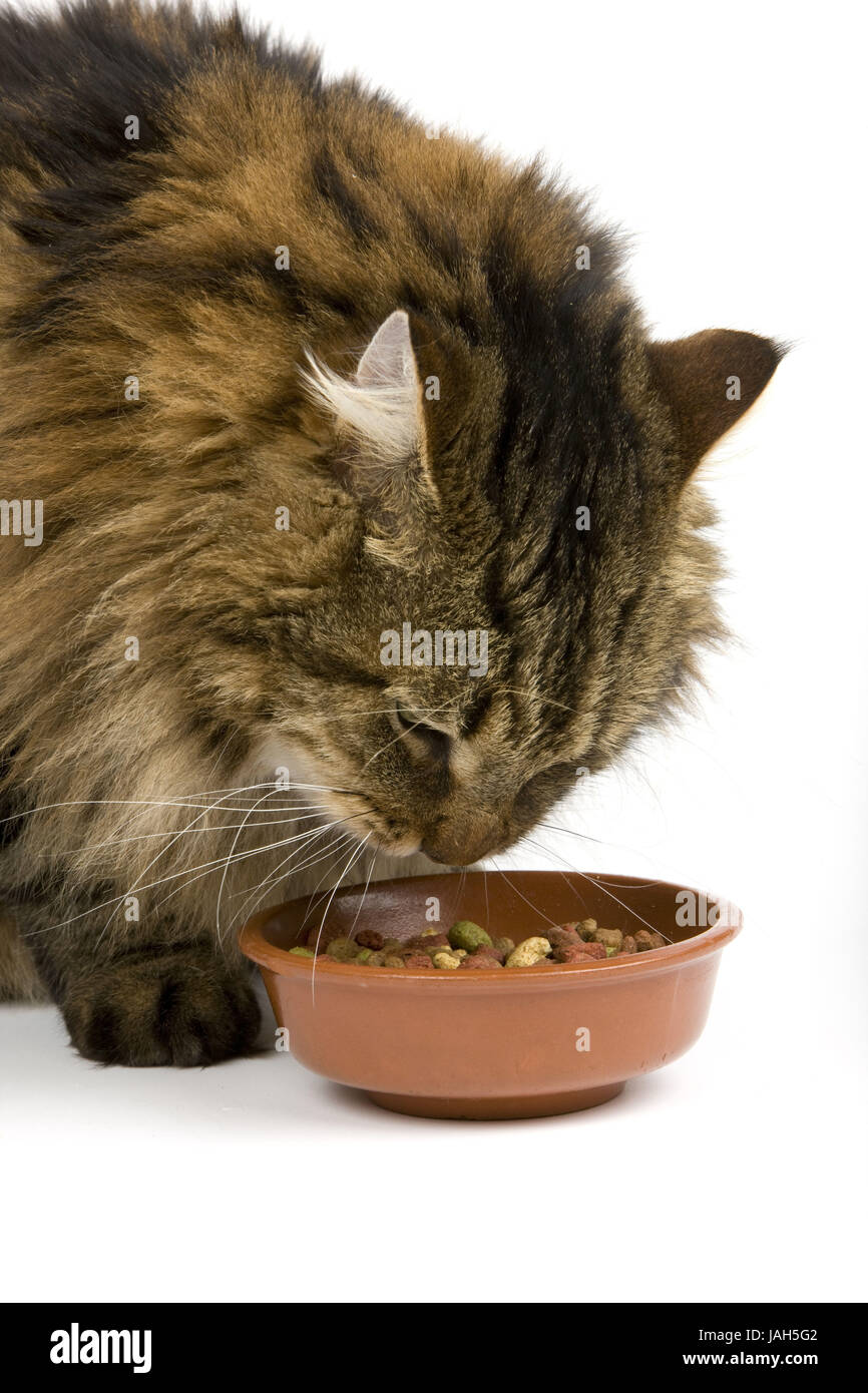 Long-haired cat,cat,eat,dry fodder,white background Stock Photo - Alamy