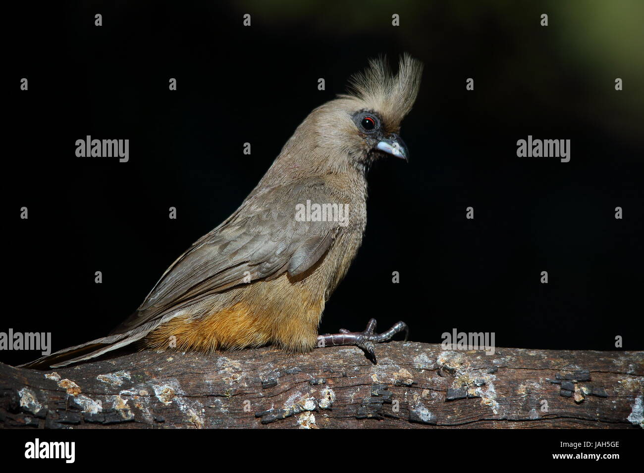 A watchful bird perched on a branch clear background with copy space in ...