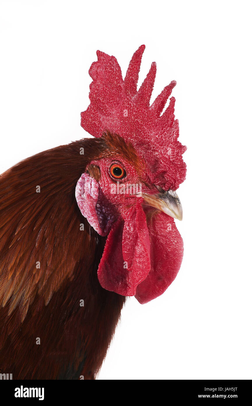 French chicken,Gaulois Dore,portrait,young tap,white background Stock ...