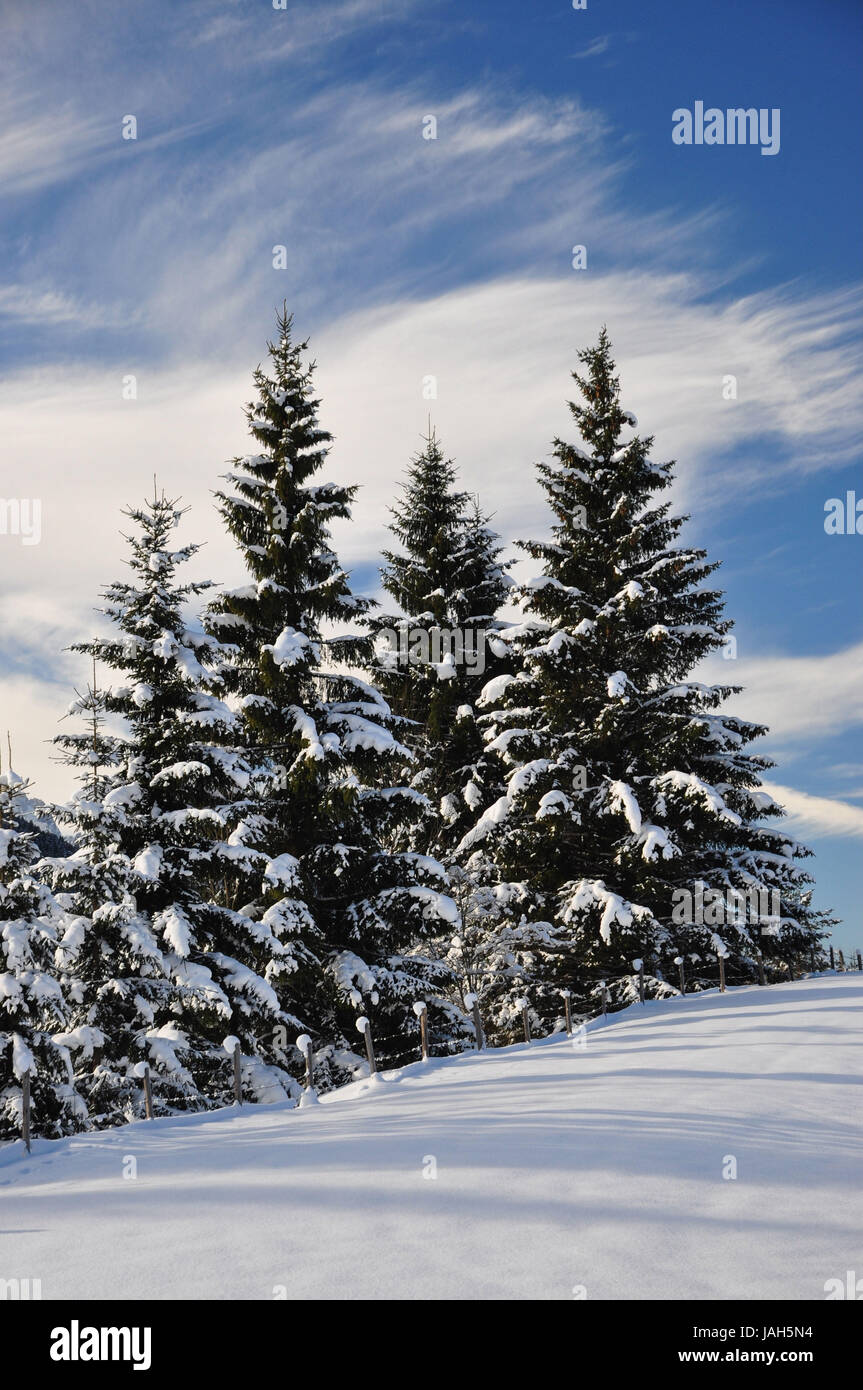 Winter wood,conifers,snow-covered,cloudy sky Stock Photo - Alamy