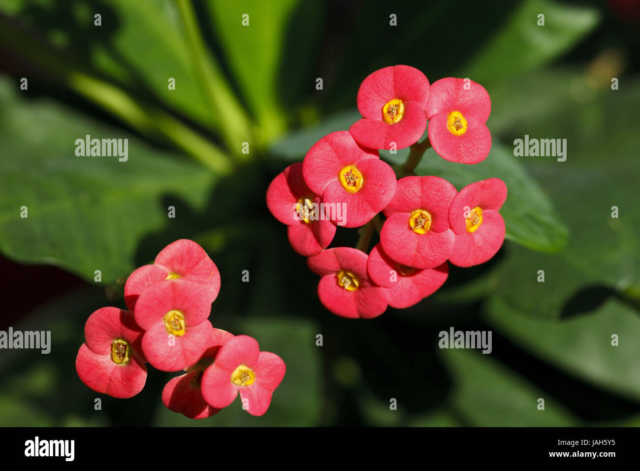 Christs spike hi-res stock photography and images - Alamy